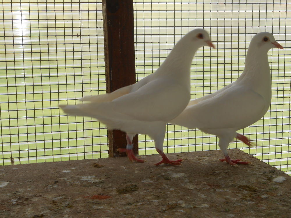 Annonce oiseaux, Nogent (52800) - WA177029836 - ParuVendu.fr