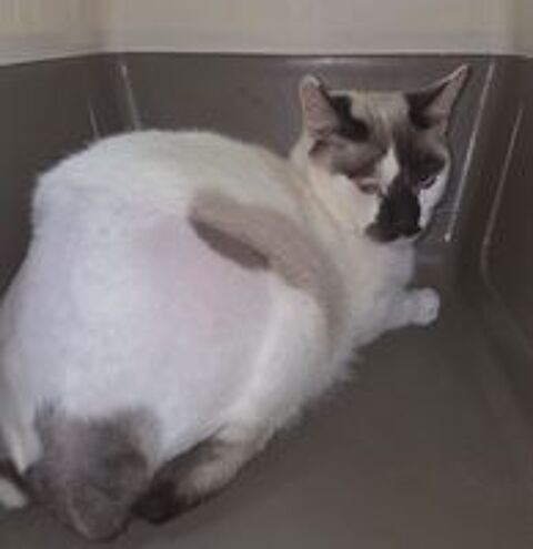 Annonce chat, chaton, Gasny (27620) - 9926621102 - ParuVendu.fr