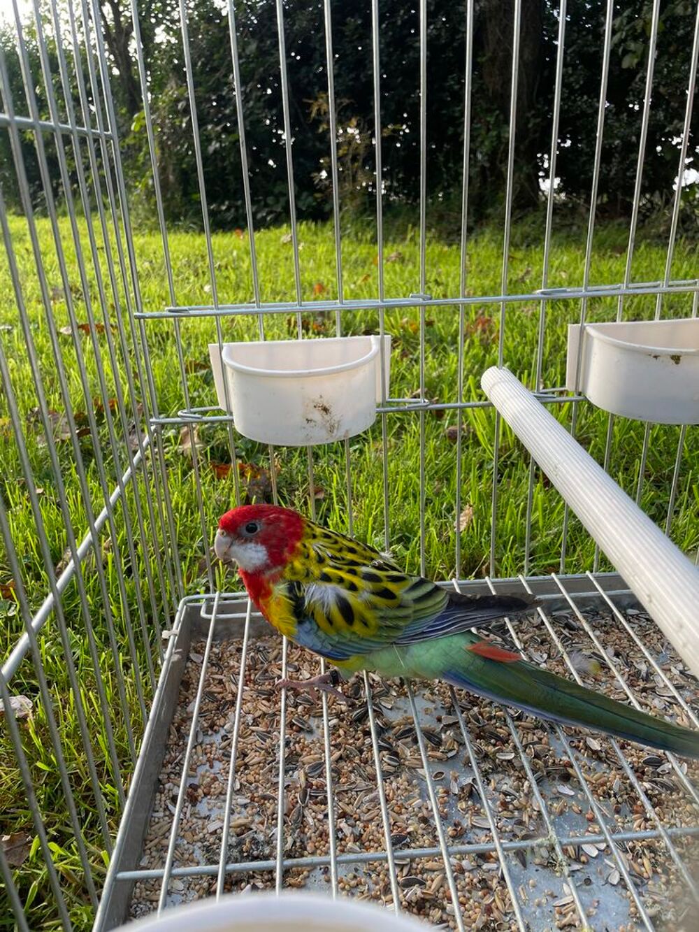 Annonce oiseaux, Milizac (29290) - WA176609723 - ParuVendu.fr