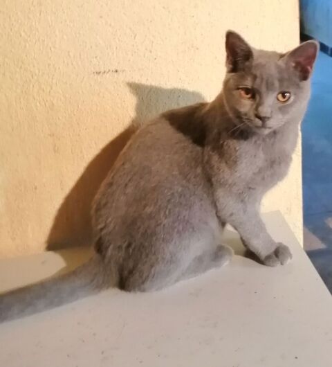 Annonces chartreux chat, chaton à adopter - ParuVendu.fr