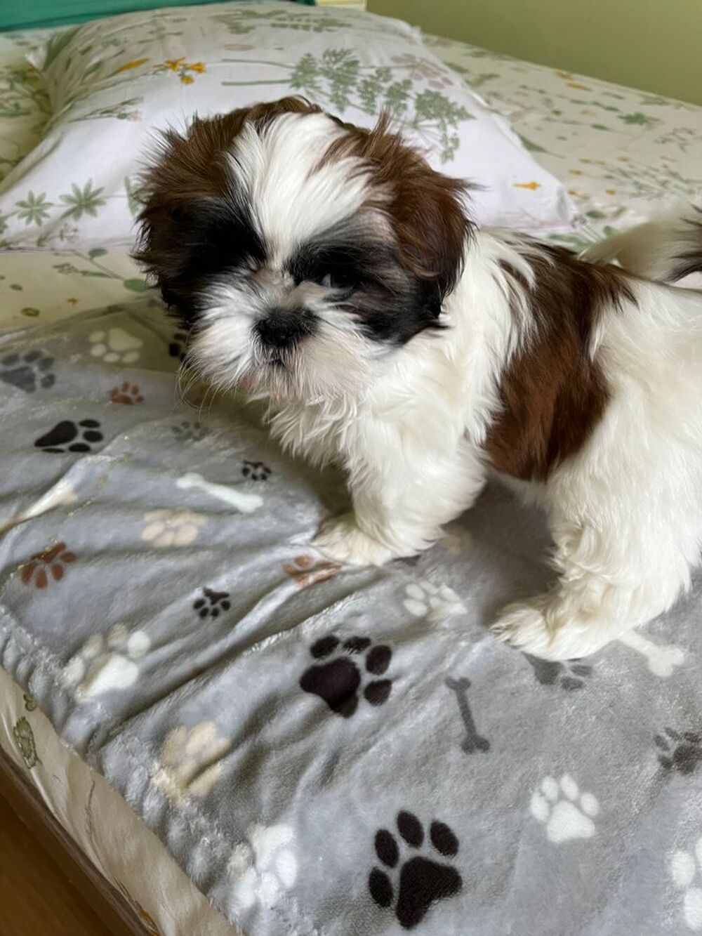 Annonce chien, chiot, Lorp-Sentaraille (09190) - WA176714997 - ParuVendu.fr