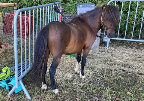 Annonces poulain, pouliche - ParuVendu.fr