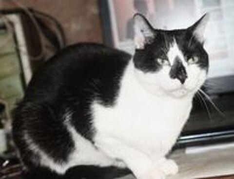 Annonce chat, chaton, Fontenay-aux-Roses (92260) - 9926646120 ...