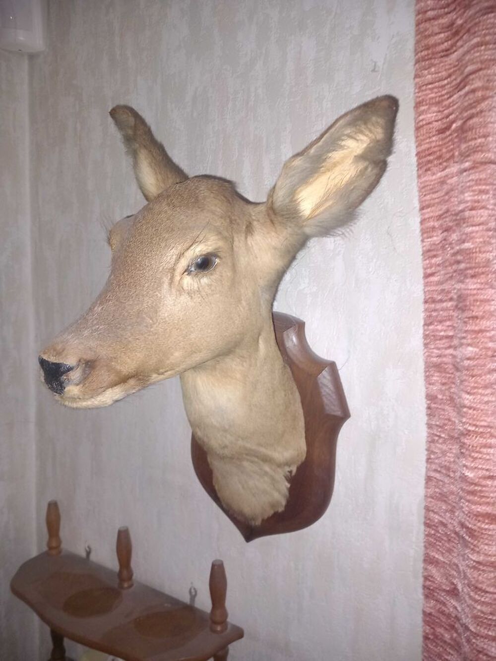 Achetez trophée chevreuil occasion, annonce vente à Villeneuve-sur ...