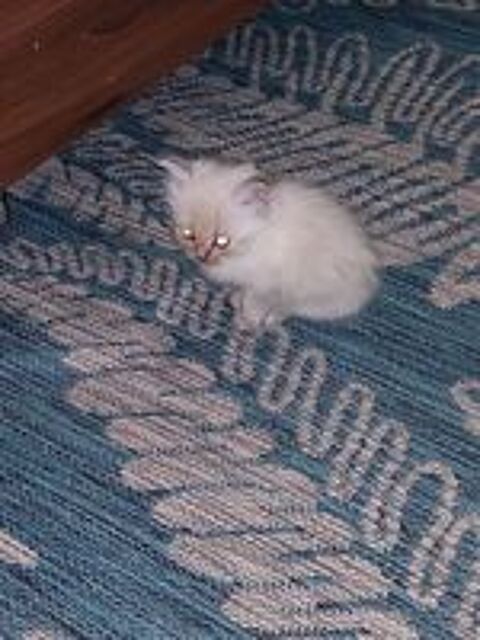 Annonce chat, chaton, Bazas (33430) - WA177411740 - ParuVendu.fr