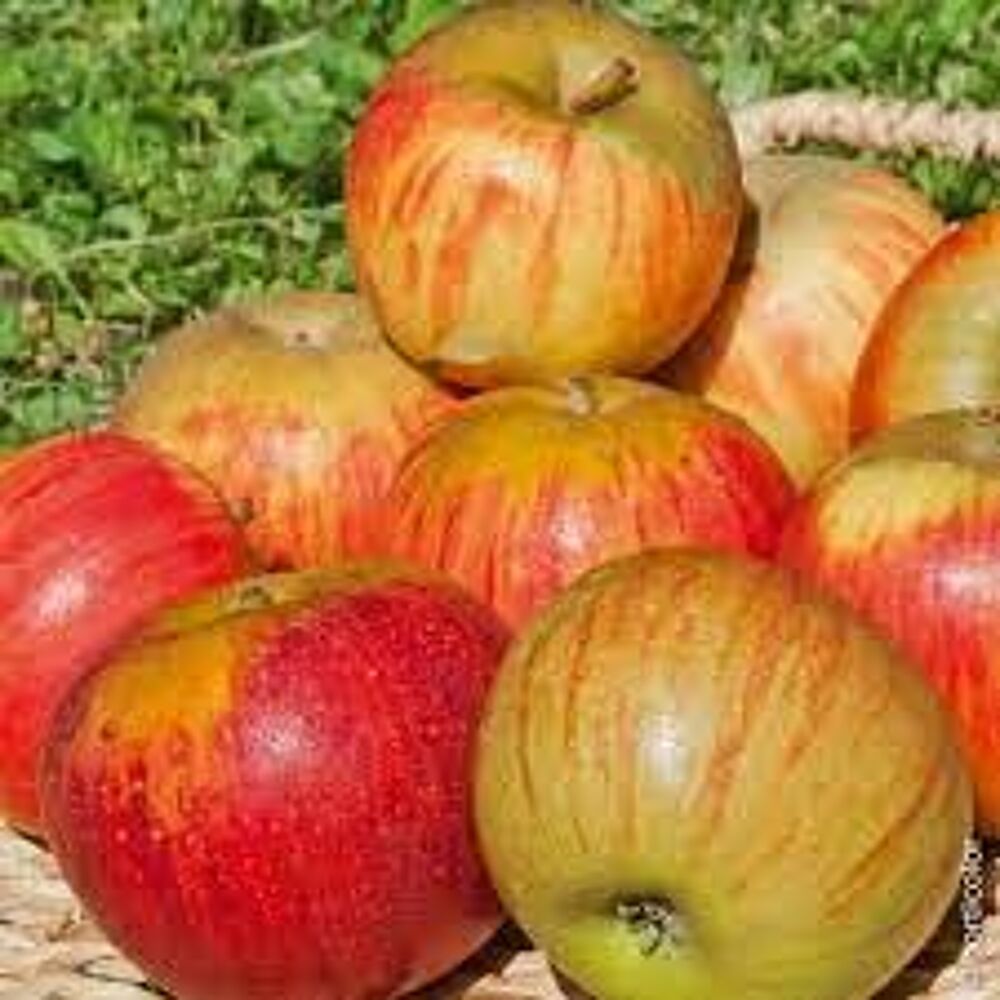 Achetez pommes bio vends neuf - revente cadeau, annonce vente à Saint ...