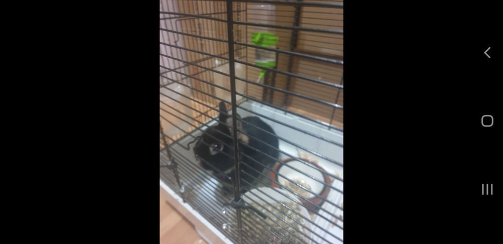 Annonce rongeurs, Paris 19 - WA176366196 - ParuVendu.fr