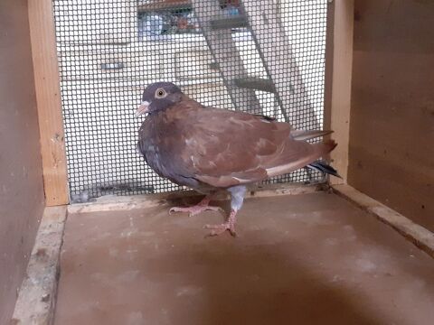 Annonces pigeon - ParuVendu.fr