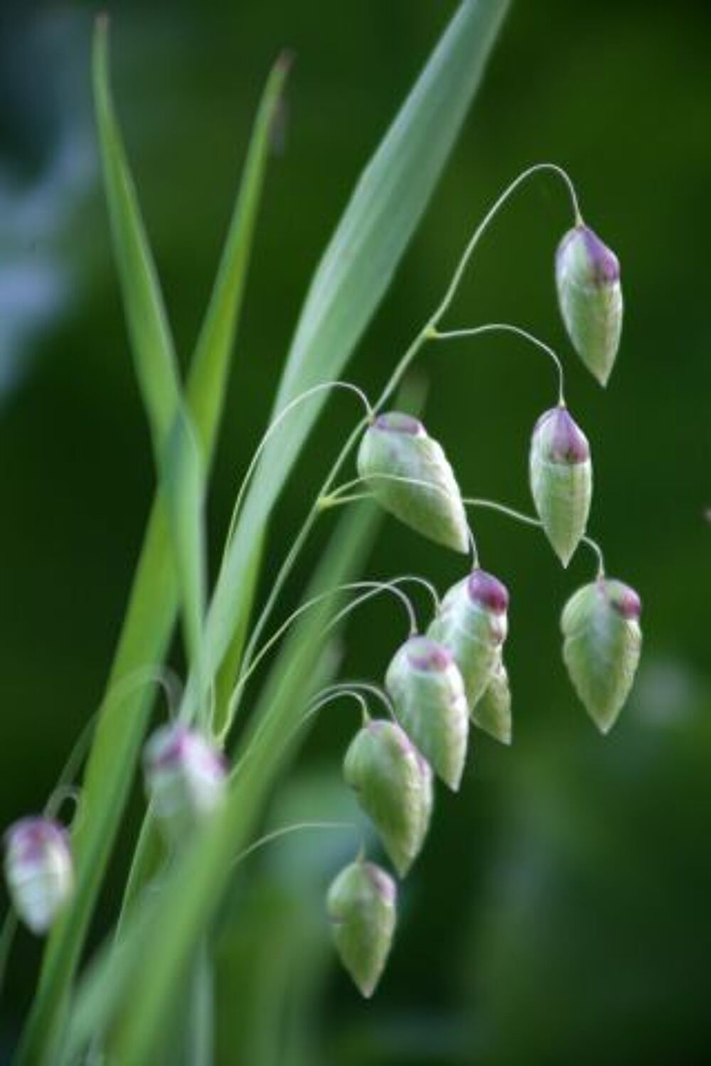 Achetez briza maxima quasi neuf, annonce vente à Sainte-Geneviève-des ...