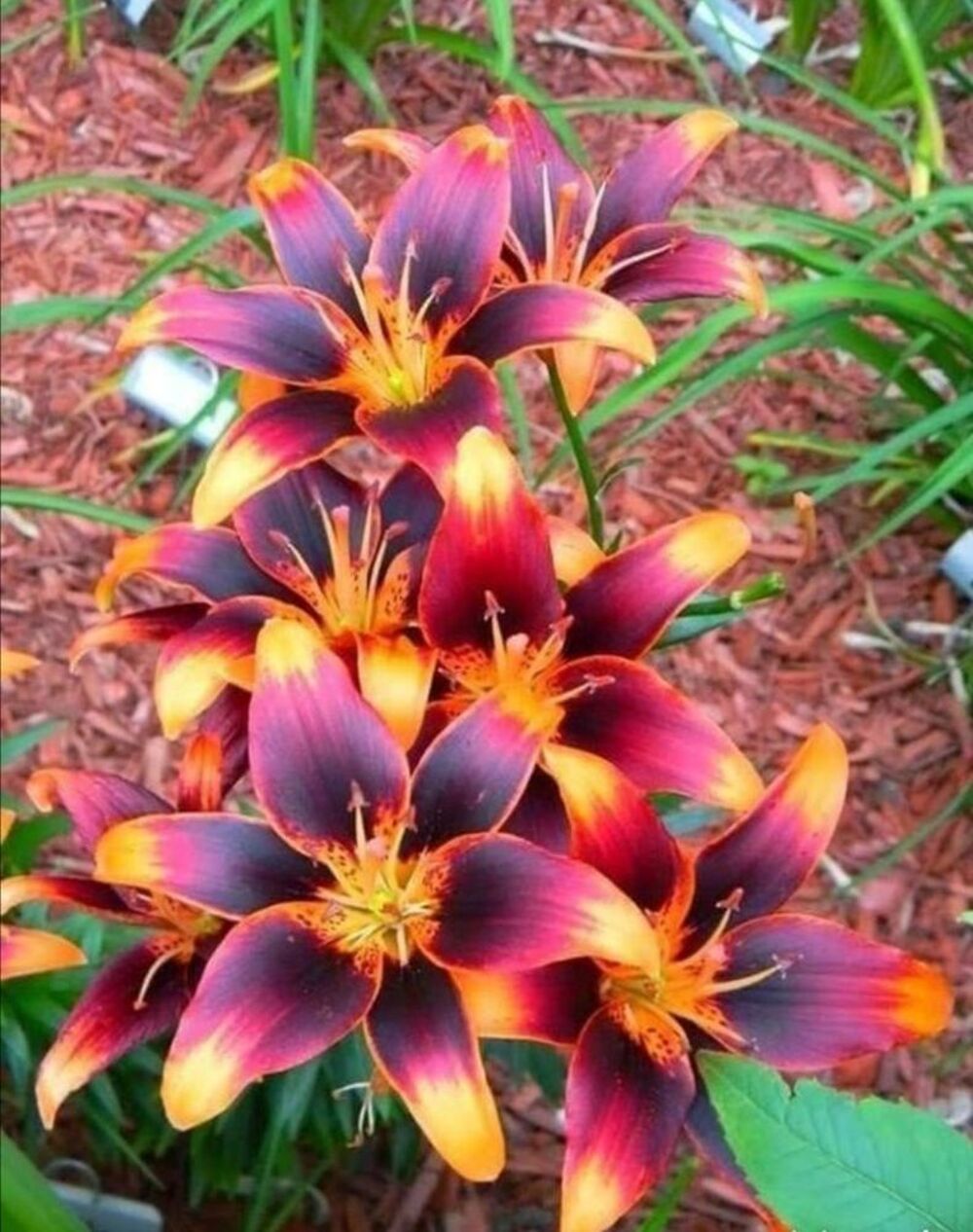 Achetez bulbe lys neuf - revente cadeau, annonce vente à Sarcelles (95 ...