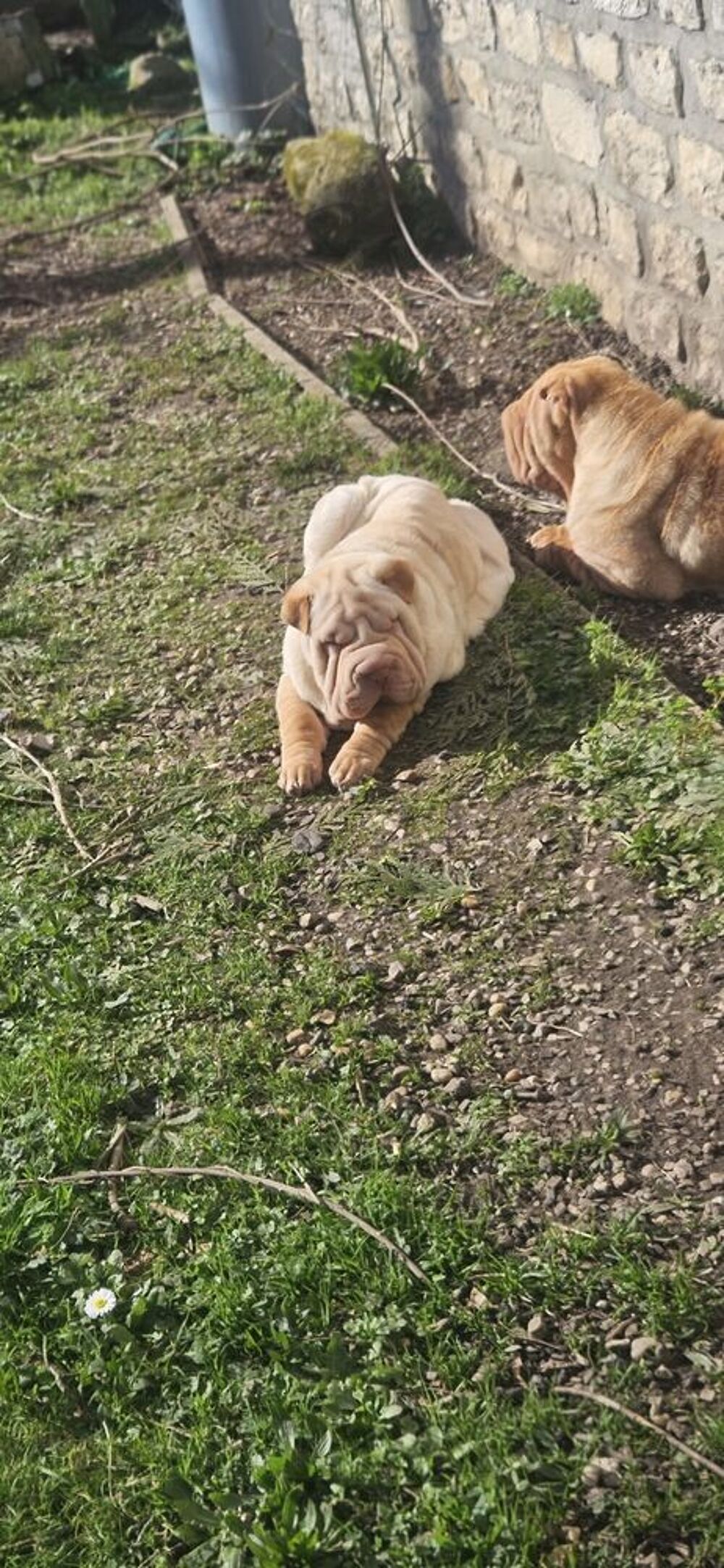 Annonce chien, chiot, Saint-Pierre-des-Corps (37700) - WA177108832 ...