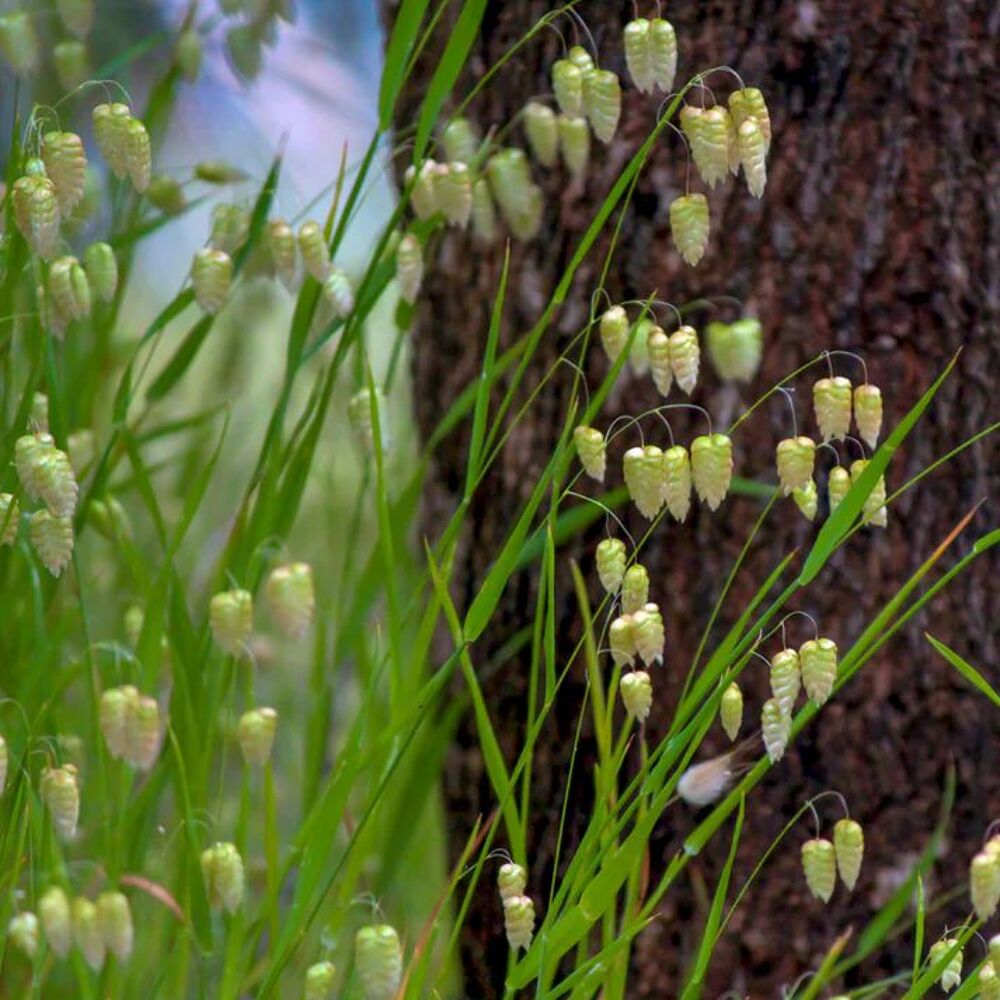 Achetez briza maxima quasi neuf, annonce vente à Sainte-Geneviève-des ...