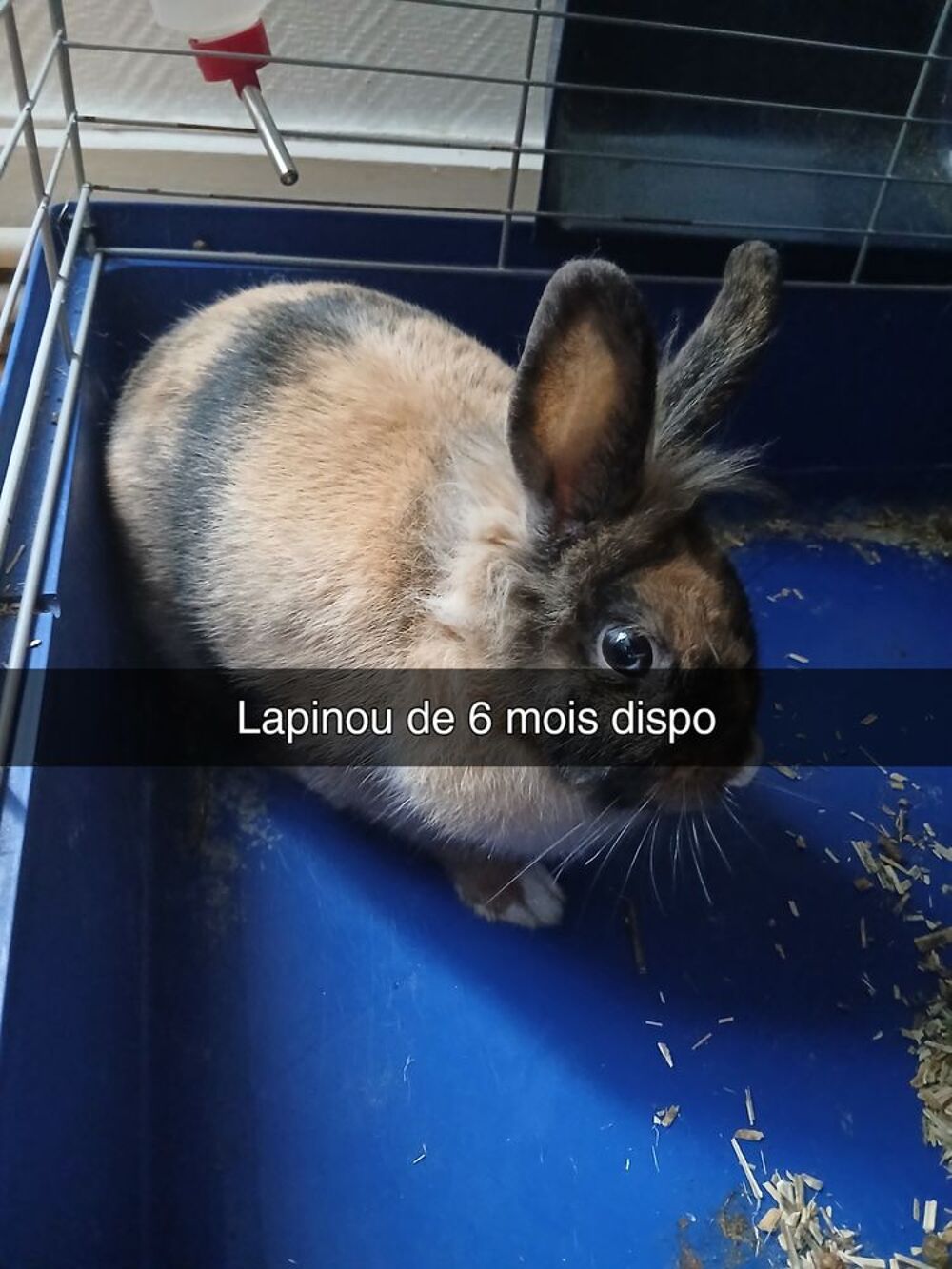 Annonce rongeurs, Morhange (57340) - WA176357901 - ParuVendu.fr