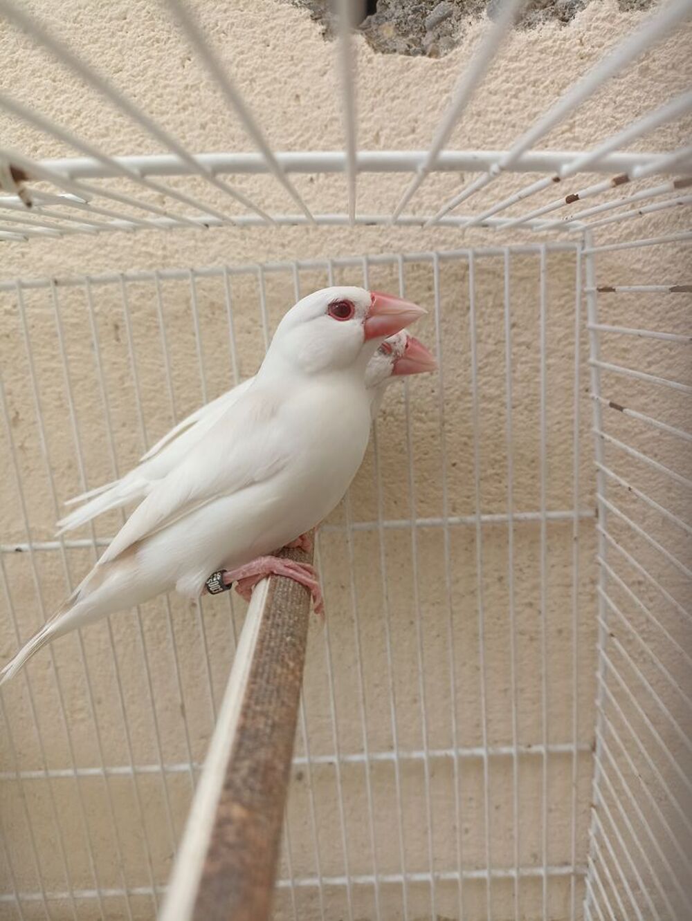 Annonce oiseaux, Toulouse (31100) - WA176236946 - ParuVendu.fr