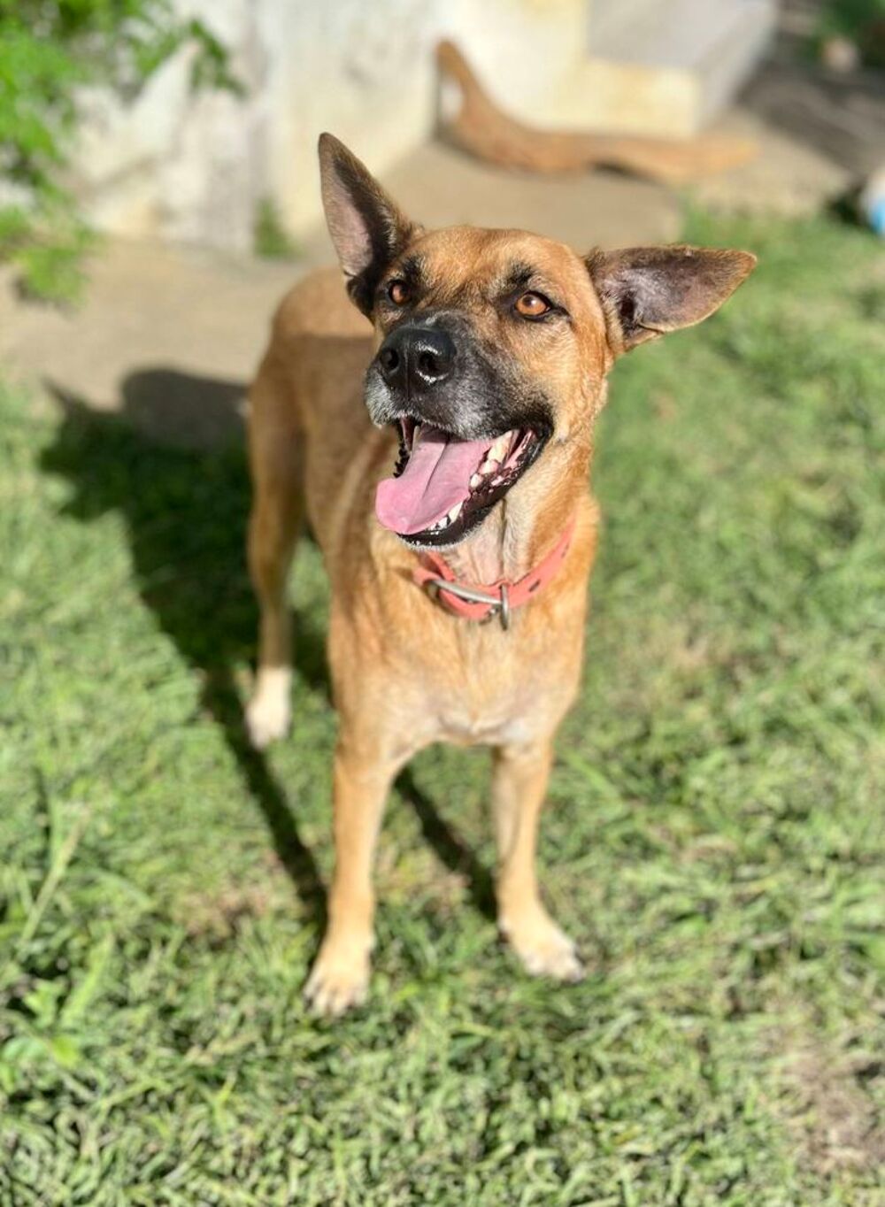 Annonce chien, chiot, Nantes (44000) - 9926621021 - ParuVendu.fr