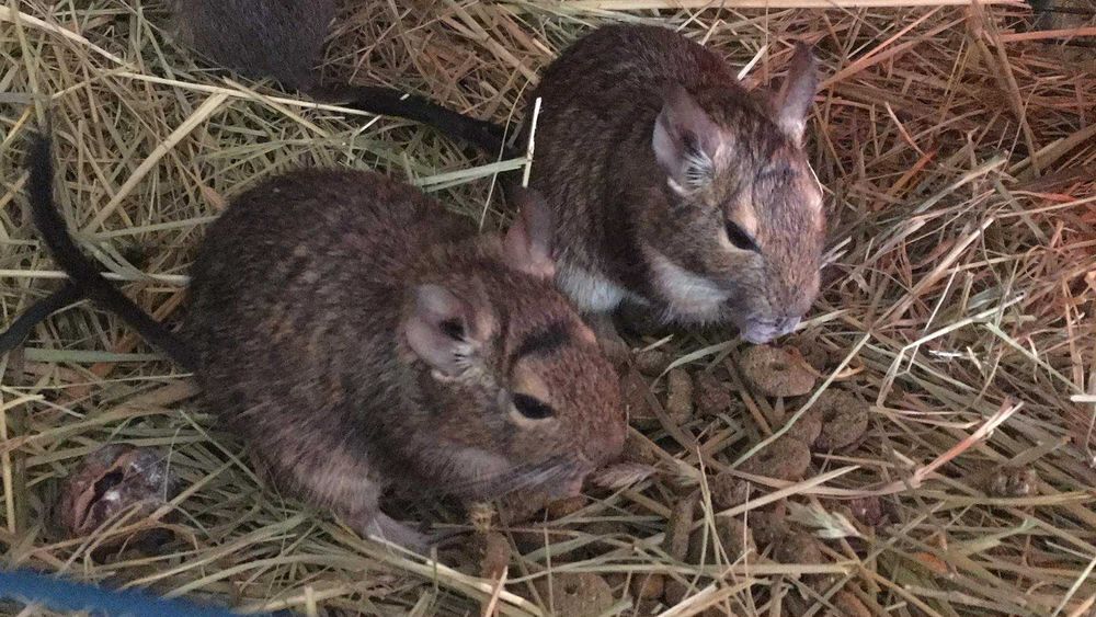 Annonce rongeurs, L'Isle-sur-la-Sorgue (84800) - WA176366033 - ParuVendu.fr