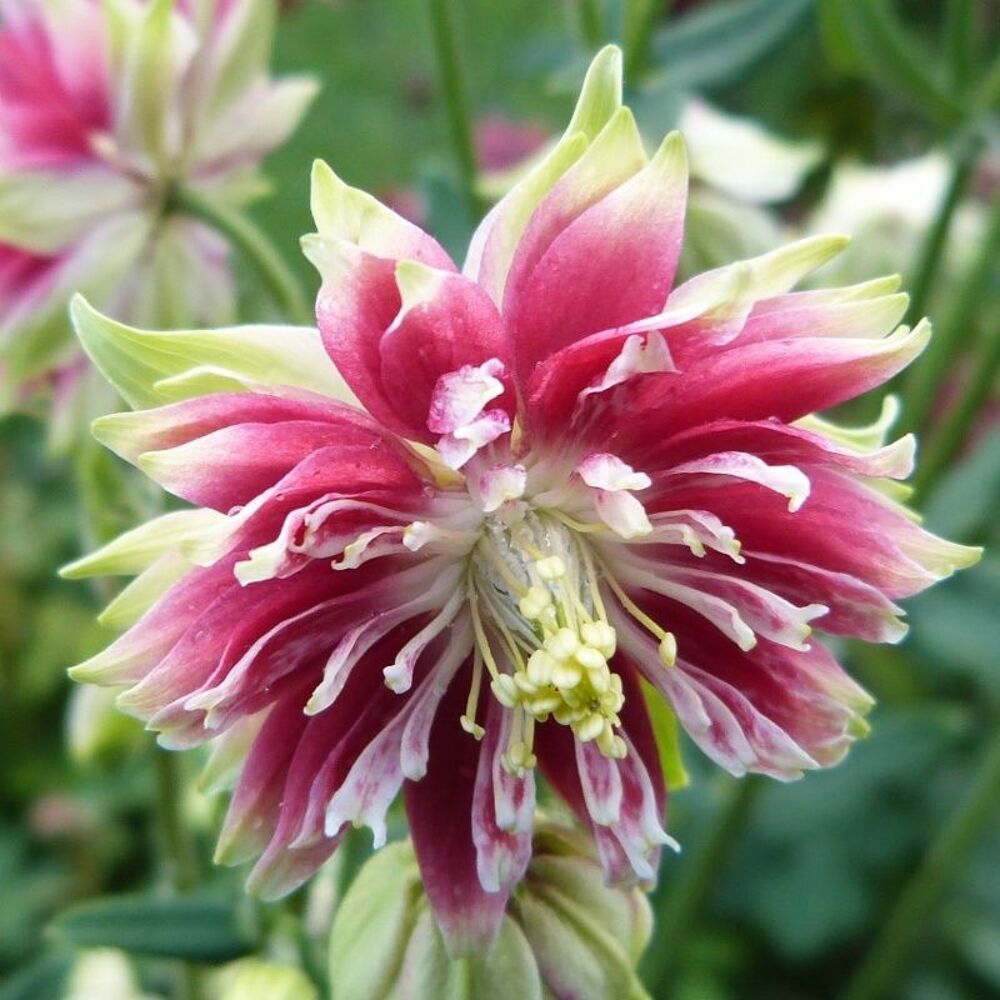 Achetez ancolie ' nora quasi neuf, annonce vente à Sainte-Geneviève-des ...