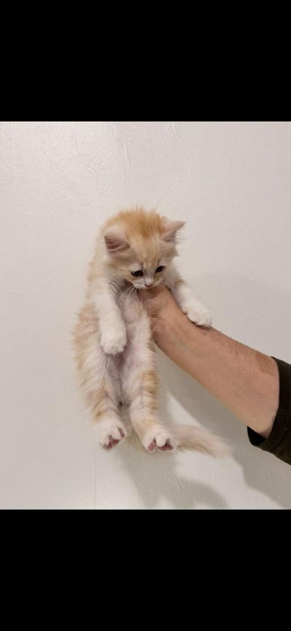 Annonce chat, chaton, Mantes-la-Ville (78711) - WA177421750 - ParuVendu.fr