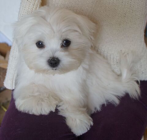 Annonces chien chiot - ParuVendu.fr