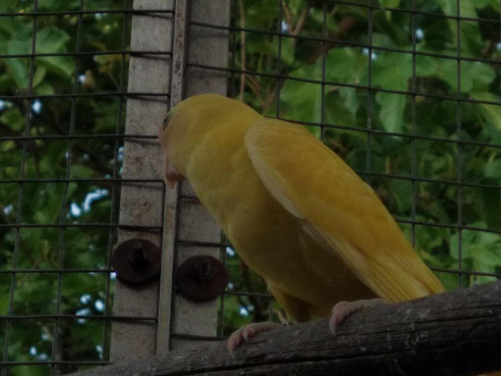 Annonce oiseaux, Saint-Michel (16470) - WA172650802 - ParuVendu.fr