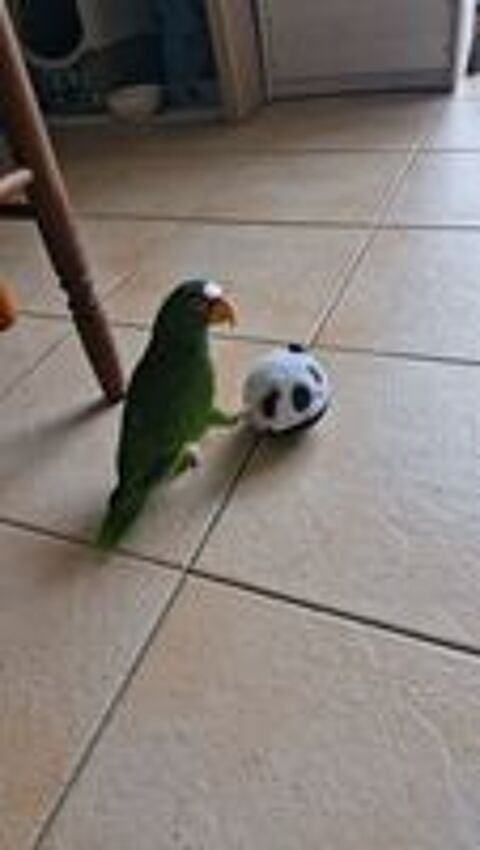 Annonce oiseaux, Sarlat-la-Canéda (24200) - WA176681173 - ParuVendu.fr