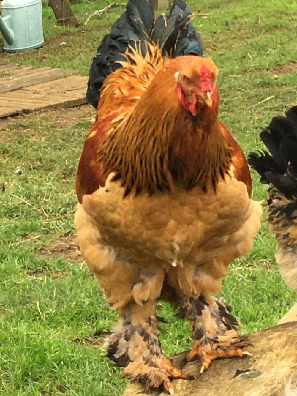 Prix D Un Coq Brahma