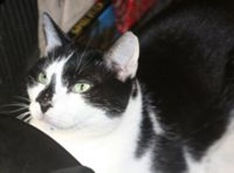 Annonce chat, chaton, Fontenay-aux-Roses (92260) - 9926646120 ...