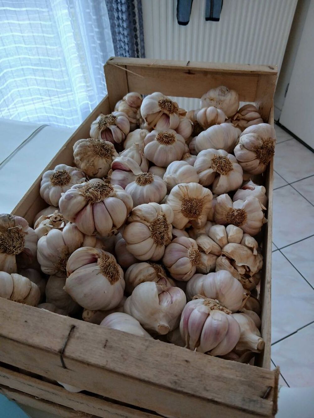 Achetez ail rose ðŸ§' vend occasion, annonce vente à Carmaux (81 ...