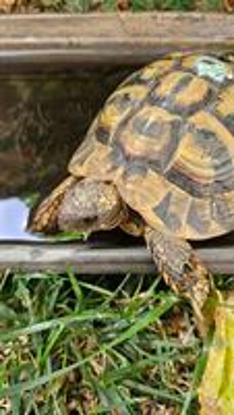 Annonce reptiles, Avignon (84000) - WA177435387 - ParuVendu.fr