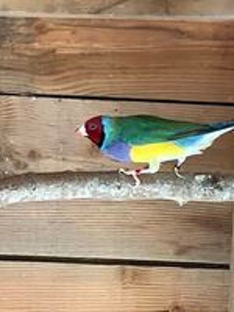Annonce oiseaux, Blain (44130) - WA177413129 - ParuVendu.fr