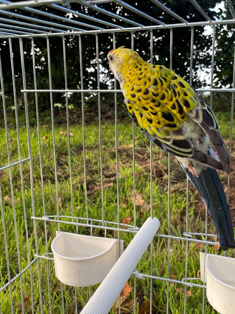 Annonce oiseaux, Milizac (29290) - WA176607040 - ParuVendu.fr