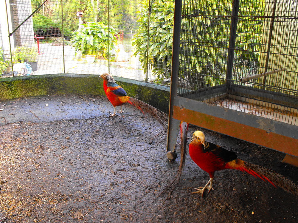 Annonce oiseaux, Saint-Génard (79500) - WA177014679 - ParuVendu.fr