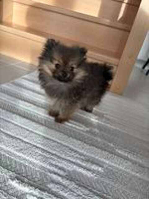 Annonce chien, chiot, Pont-Saint-Martin (44860) - WA176610240 ...