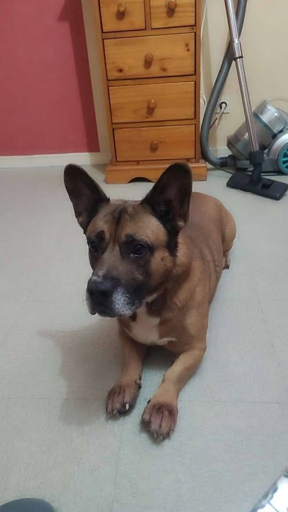 Annonce chien, chiot, Valence (26000) - 9926610466 - ParuVendu.fr