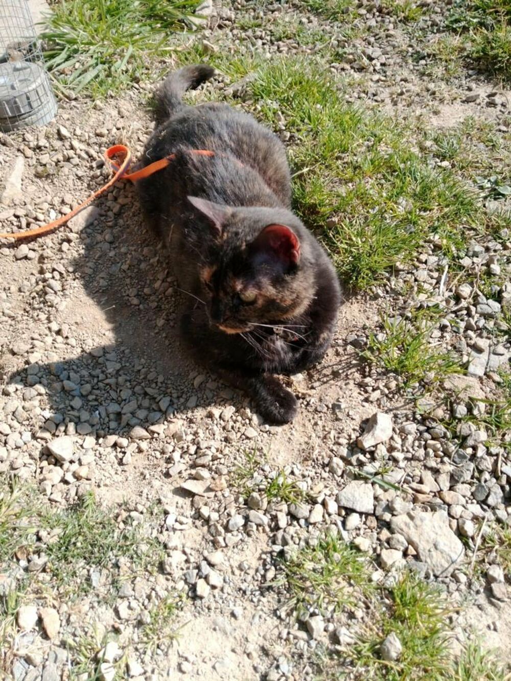 Annonce chat, chaton, Saint-Hilaire-du-Harcouët (50600) - WA177334571 ...