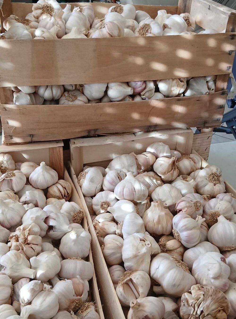 Achetez ail rose ðŸ§' vend occasion, annonce vente à Carmaux (81 ...